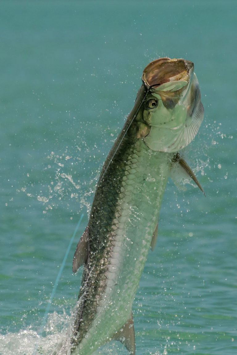 Tarpon – Barbed Steel Charters, Inc.